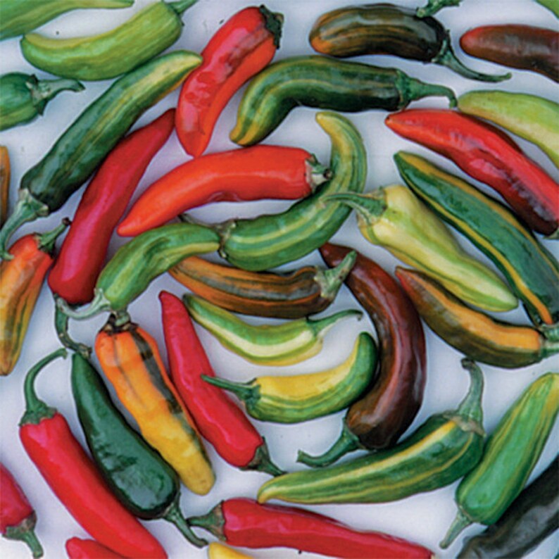 Fish Pepper Seeds variegated Plants & Peppers | Etsy