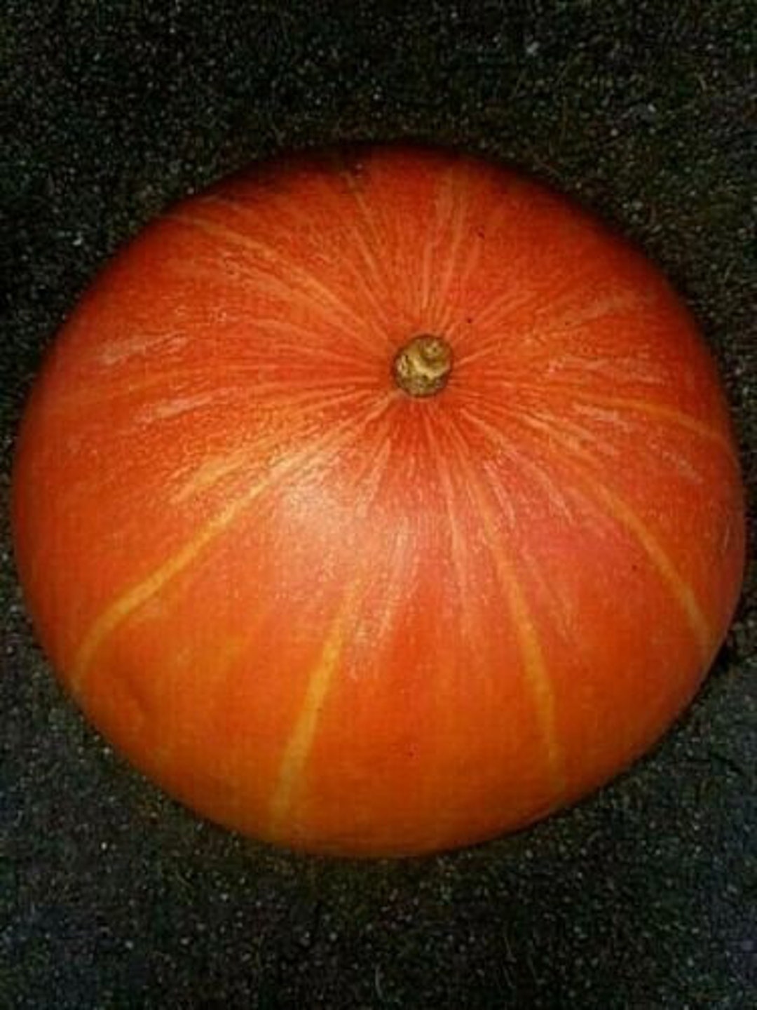Striped Dill's Atlantic Giant Pumpkin Seeds - Etsy