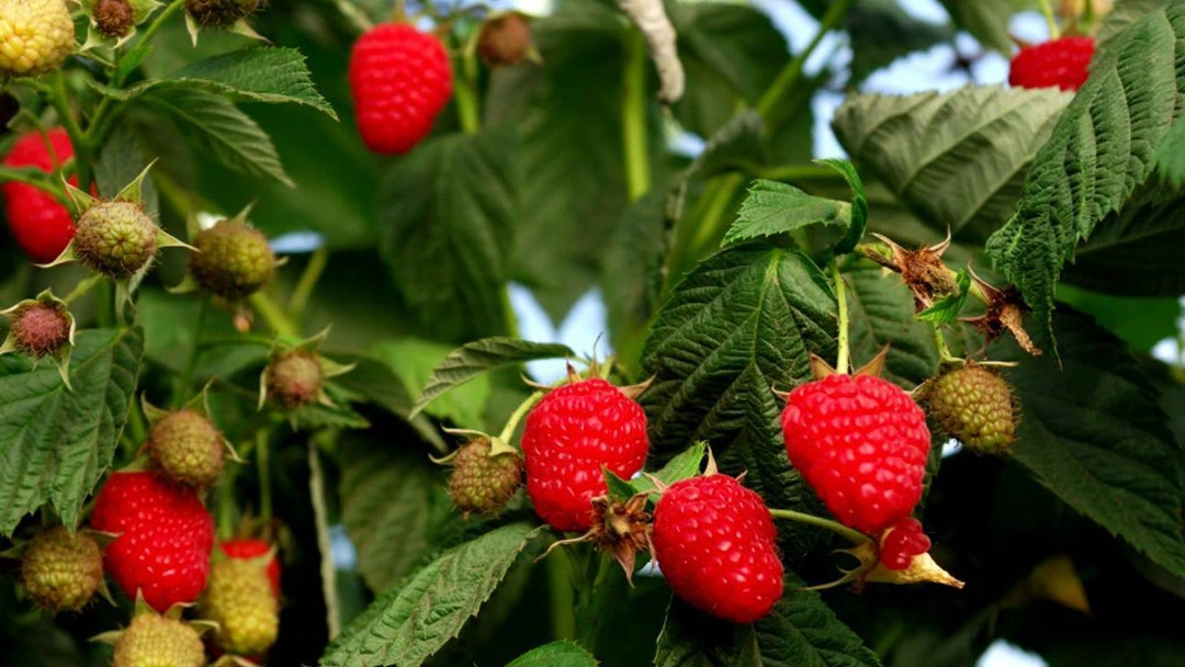Native Red Raspberry Bush Seeds - Etsy