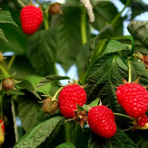 Native Red Raspberry Bush Seeds - Etsy