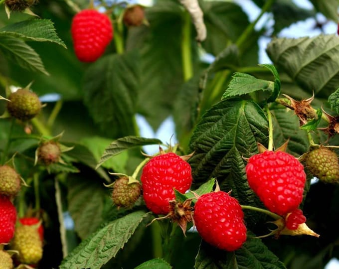 Native Red Raspberry Bush Seeds - Etsy
