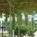 Giant Zucca Gourd Seeds up to 100 Pounds - Etsy