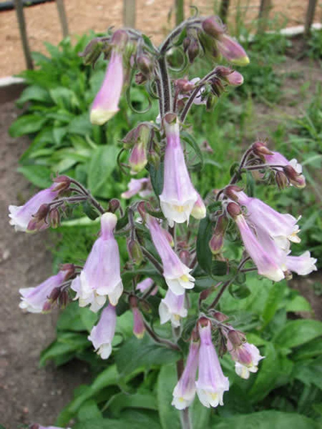 Hairy Beardtongue-(penstemon-hirsutus) Seeds - Etsy
