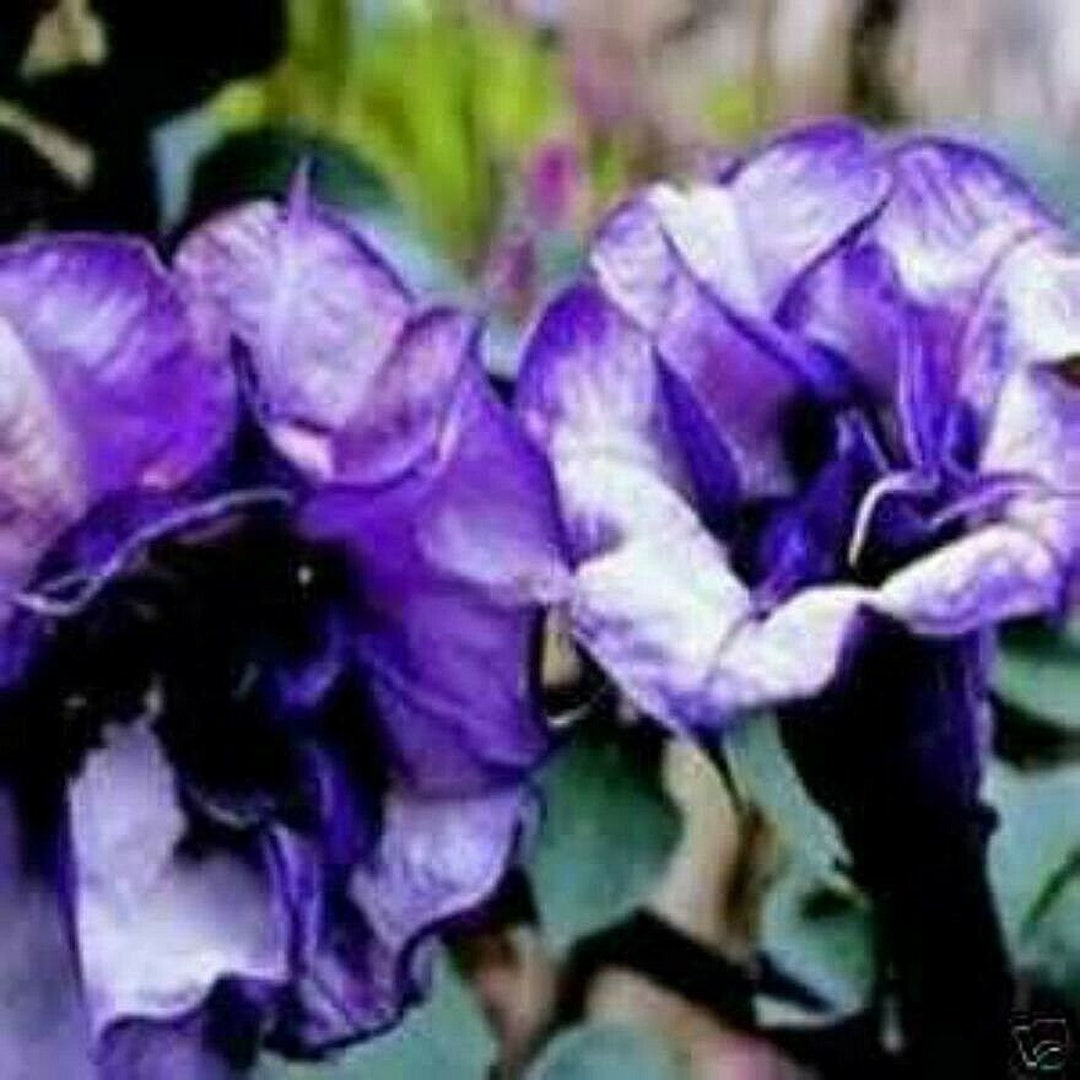 Double Purple Devil Trumpet Seeds - Etsy