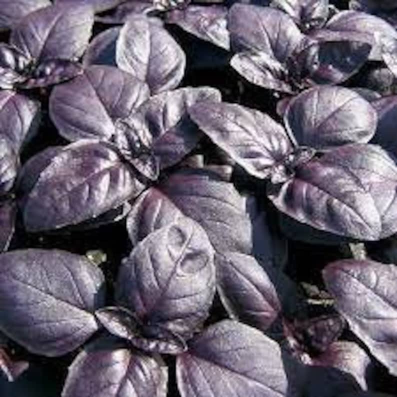 Red Rubin Purple Basil Seeds - Etsy