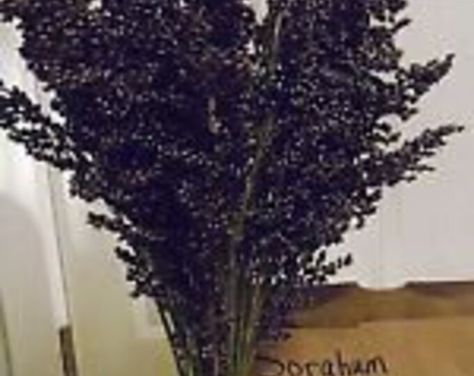 Black Amber Sorghum Seeds - Etsy