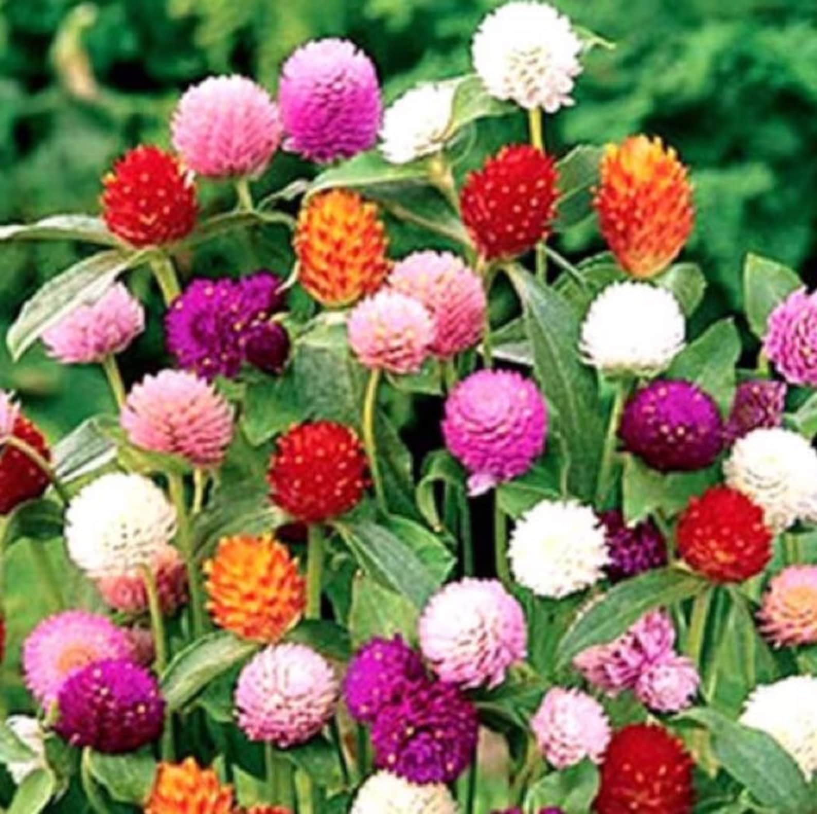 Gomphrena Seeds - Mixed Colors - Etsy