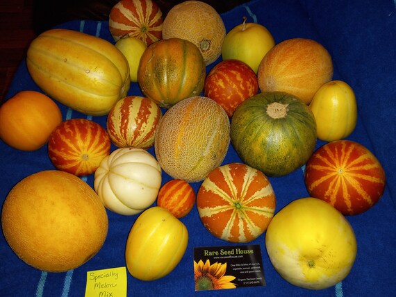 Mixed Specialty Mini Melons our Custom Mix | Etsy