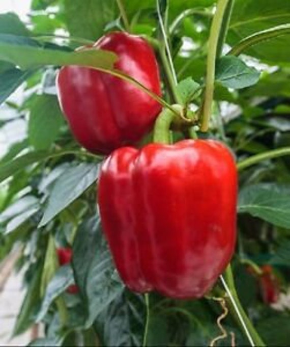 Large Red Sweet Bell Pepper Seeds - Etsy
