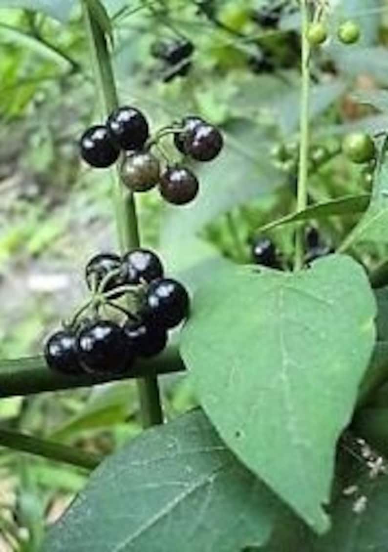 Wonderberry Seeds (sunberry) - Etsy