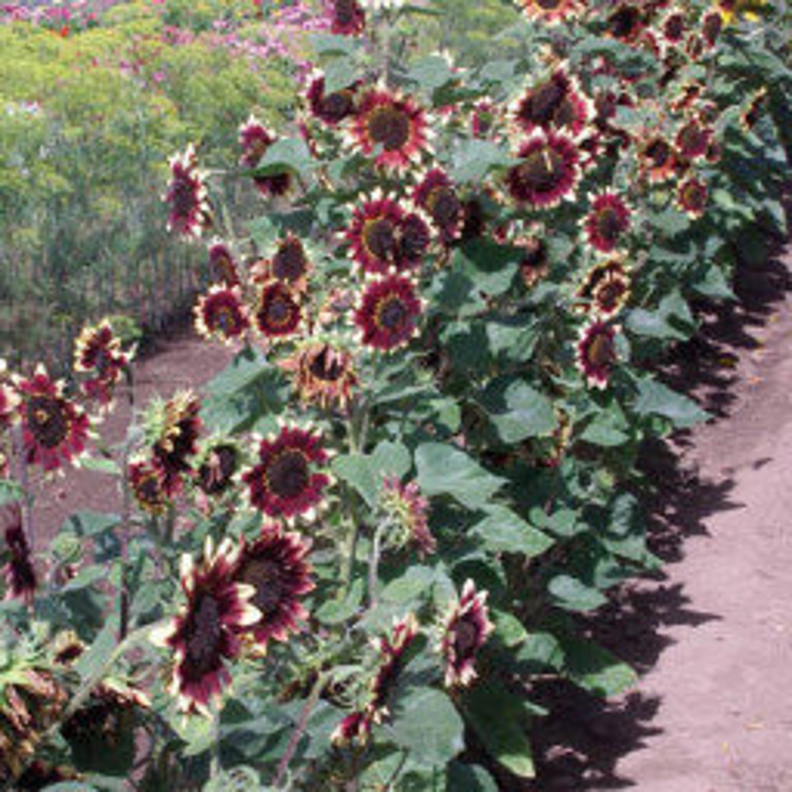 Florenza Sunflower Seeds - Etsy