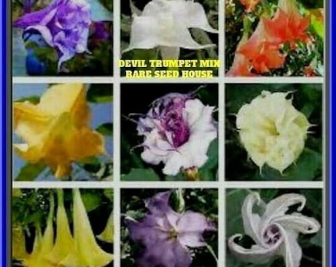 Devil Trumpet Custom Mix - Etsy