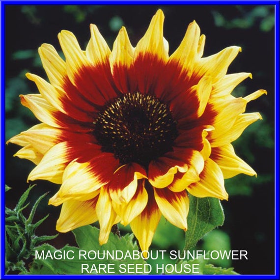 Magic Roundabout Sunflower Seeds loads of Small Heads | Etsy