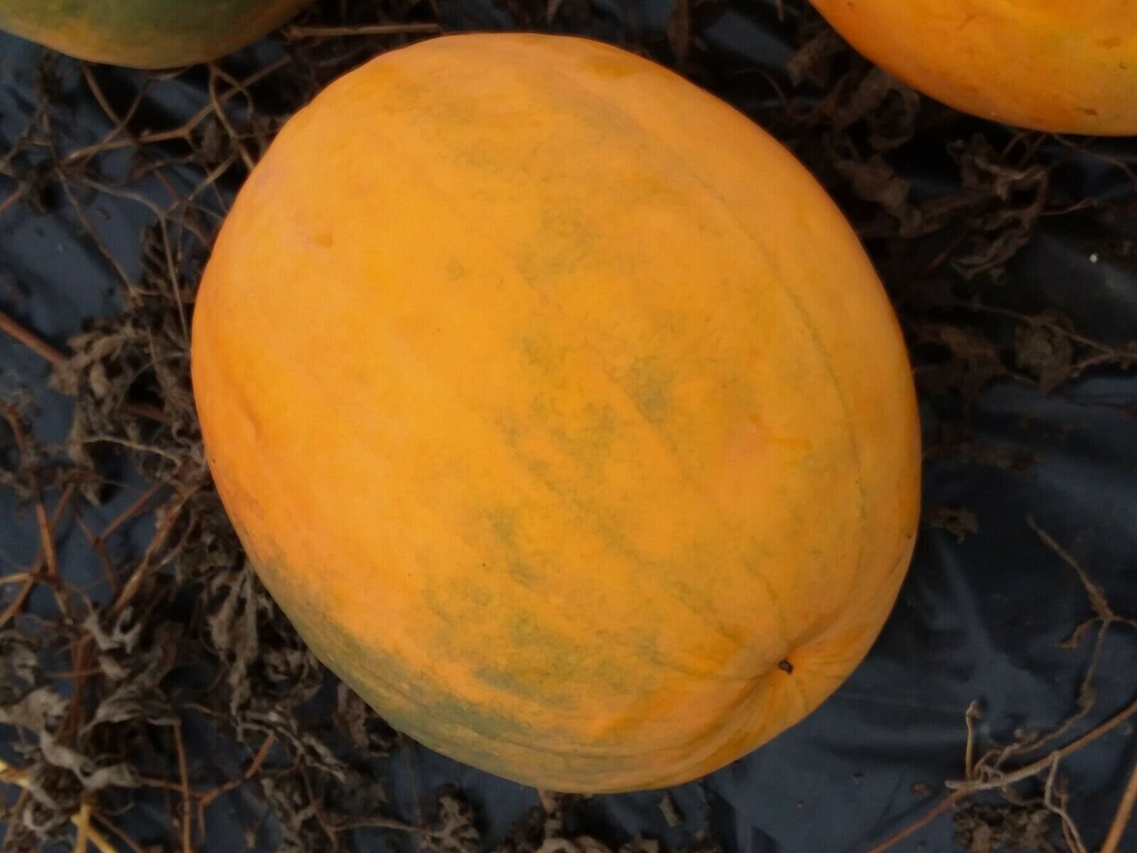 Royal Golden Watermelon (melon Turns Bright Yellow When Ready to Pick ...