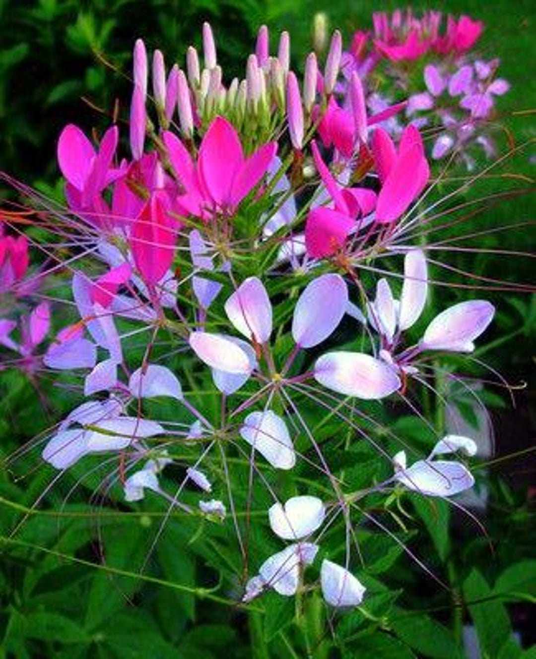 Dwarf Sparkler Cleome -hot Pink Top/light Pink Bottom - Etsy