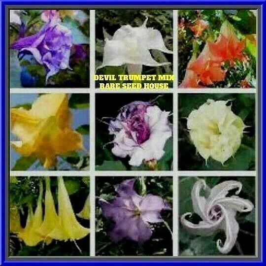 Custom Devil Trumpet Mix datura Bush Seed 15 Seeds | Etsy