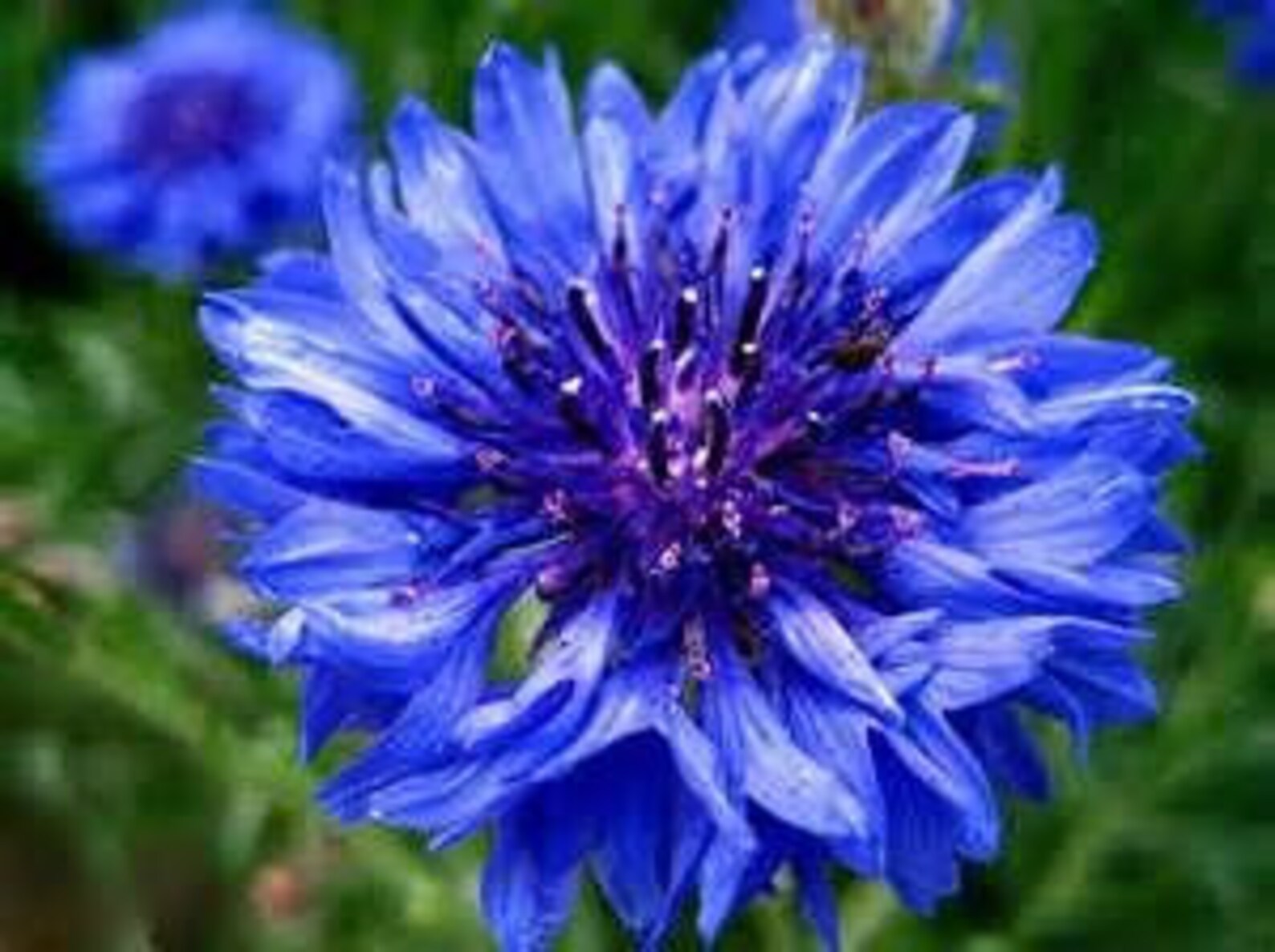 Tall Blue Cornflower Seeds - Etsy