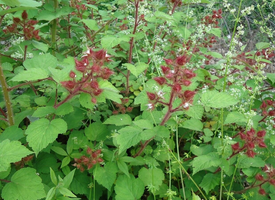 Native Red Raspberry Bush Seeds - Etsy