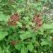 Native Red Raspberry Bush Seeds - Etsy