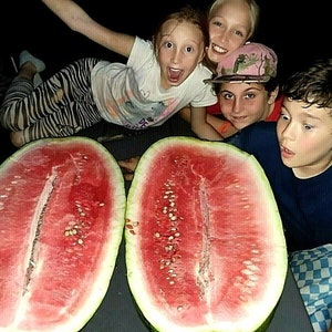75 Pound Carolina Cross Watermelon Seeds! Massive Prize Winning Melons ...