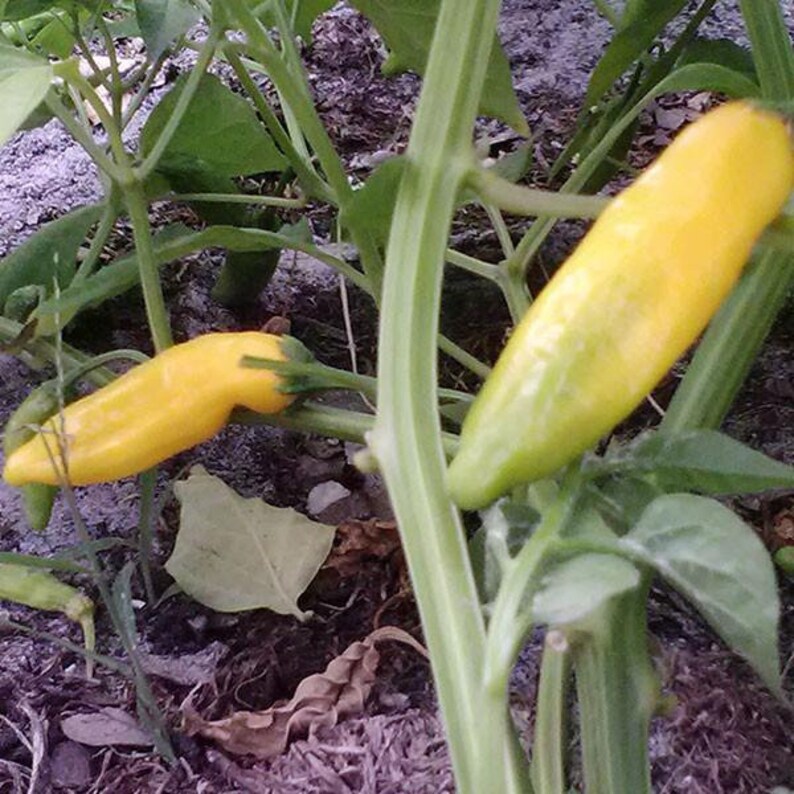 Hot Lemon Pepper Seeds - Etsy