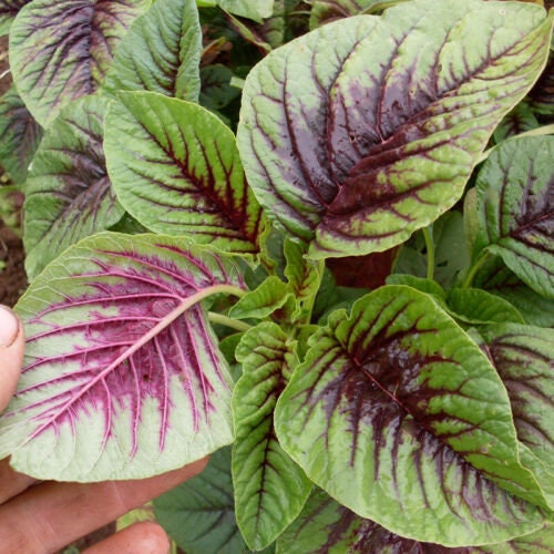 35 Kinds of Amaranth! - Master Amaranth Collection 35 Seed Packs (all ...