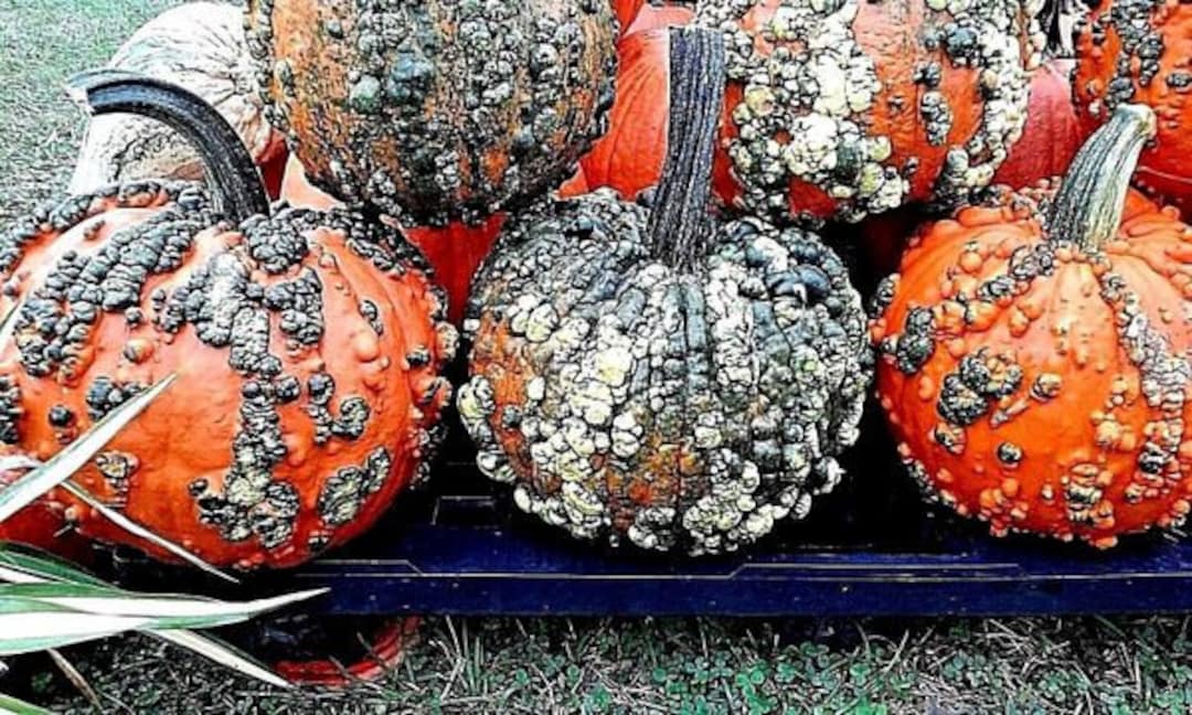 Warty Goblin Pumpkin (large Size) - Etsy