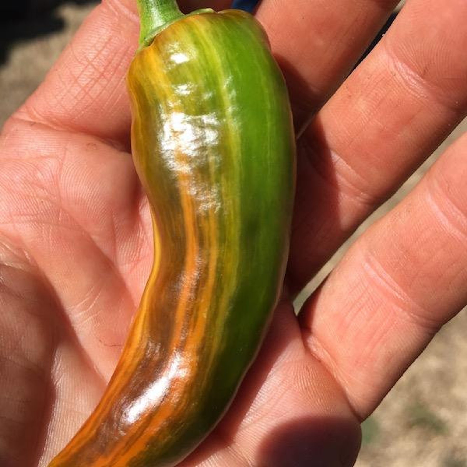 Fish Pepper Seeds variegated Plants & Peppers | Etsy