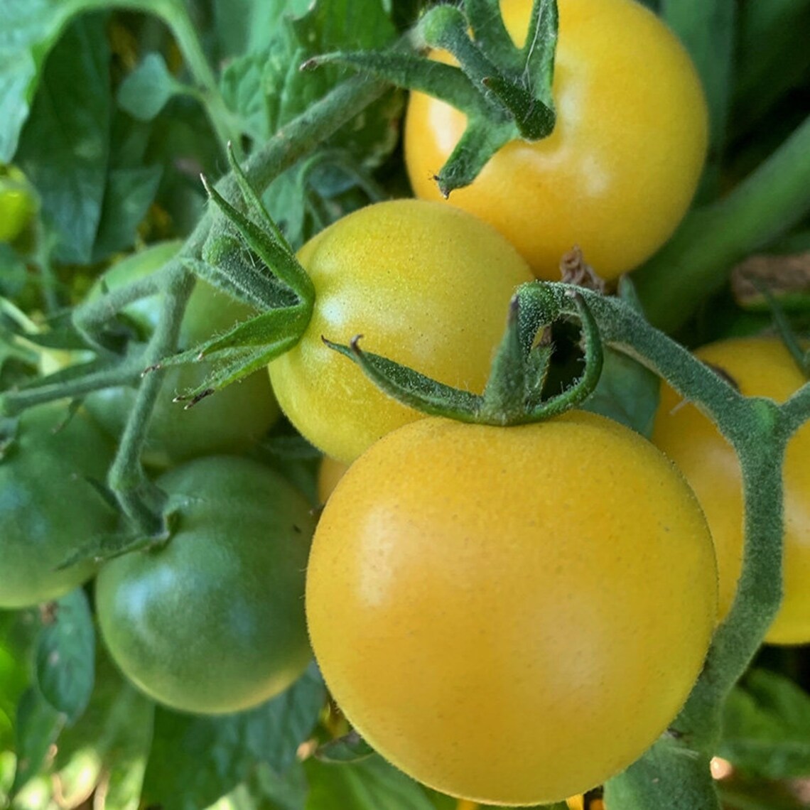 Super Snow White Cherry Tomato Seeds - Etsy