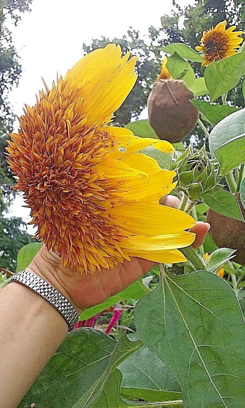 Tiger's Eye Sunflower - Etsy