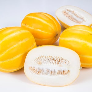 Early Silver Line Melon Seeds - Etsy