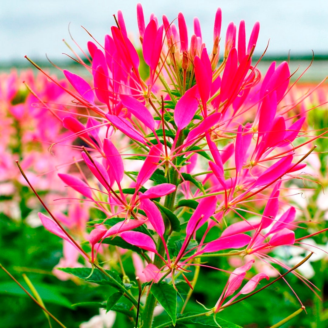 Cleome Seeds