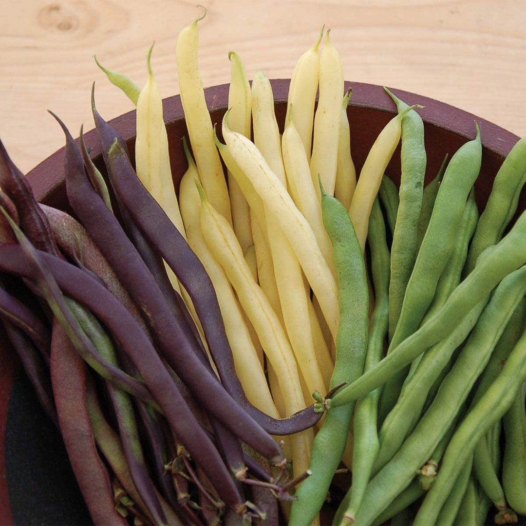 Custom Three Color Bush Bean Mix - (purple/yellow/green) 25 Seeds - Etsy