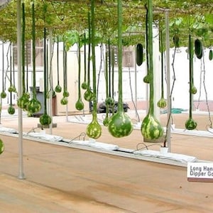 Extra Long Handle Dipper Gourds Seeds (TREATED SEEDS) - Etsy