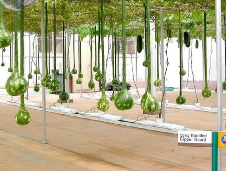 Extra Long Handle Dipper Gourds Seeds (TREATED SEEDS) - Etsy
