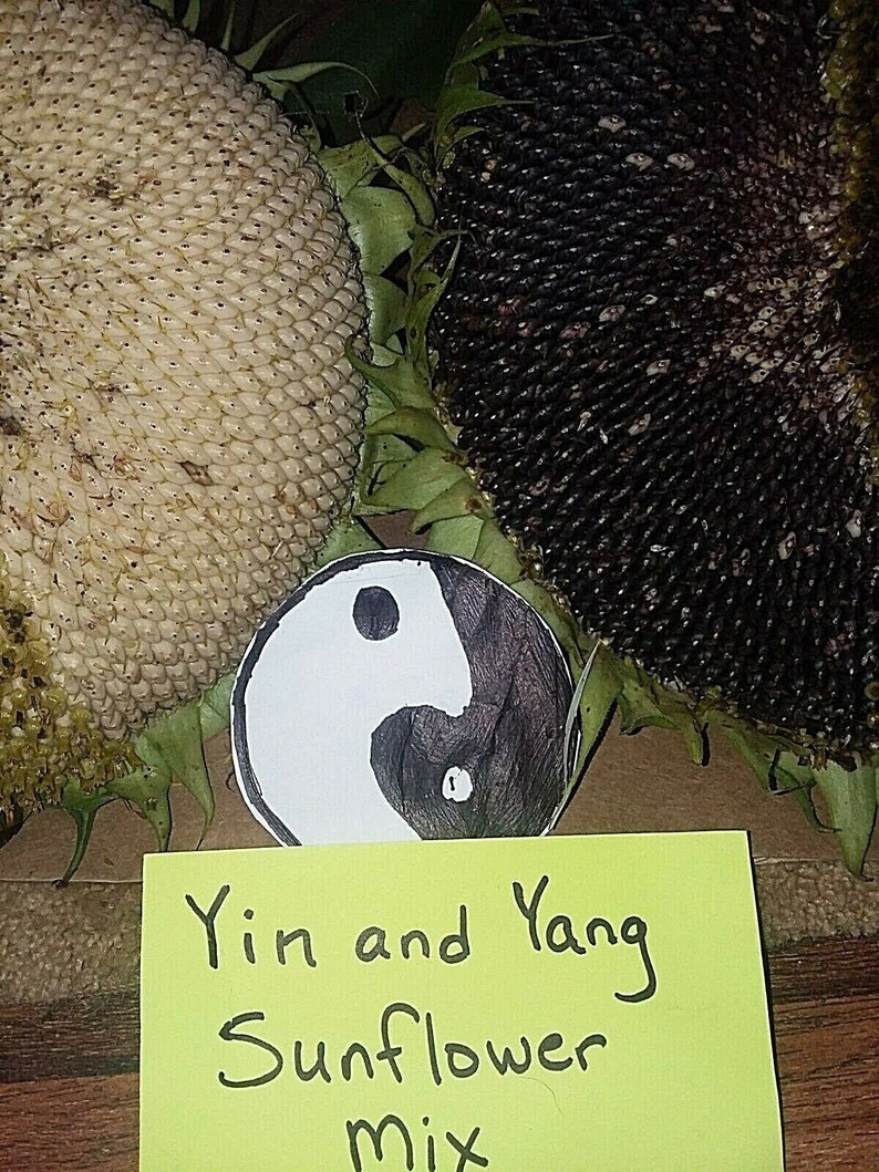 Yin & Yang Sunflower Seed Mix | Etsy