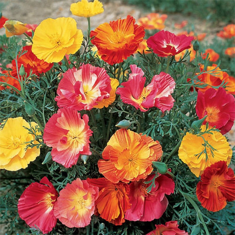 Beautiful Poppy Mix Seeds - Etsy