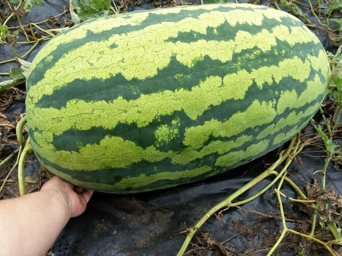 75 Pound Carolina Cross Watermelon Seeds! Massive Prize Winning Melons ...