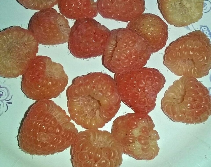 Sunshine Raspberry Bush Seeds! SWEET! Huge Variegated Fruit - Etsy