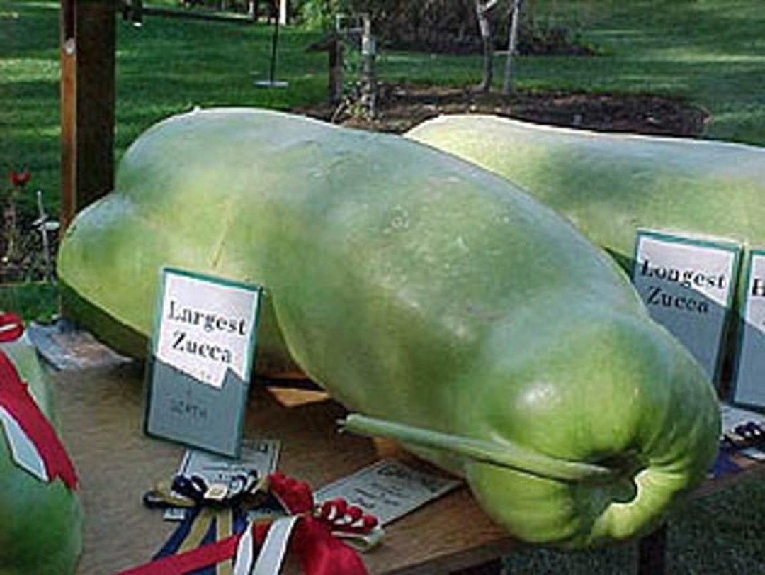 Giant Zucca Gourd Seeds (up to 100 Pounds) - Etsy