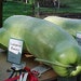 Giant Zucca Gourd Seeds up to 100 Pounds - Etsy