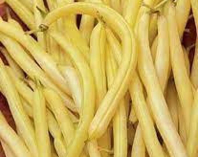 Cherokee Wax Bush Bean Seeds - Etsy