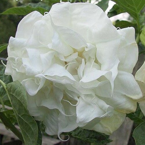 Double White Devil Trumpet Seeds - Etsy