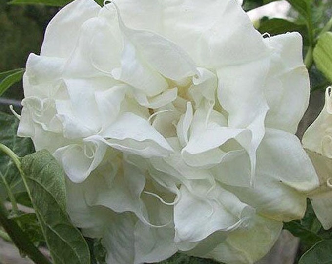 Double White Devil Trumpet Seeds - Etsy