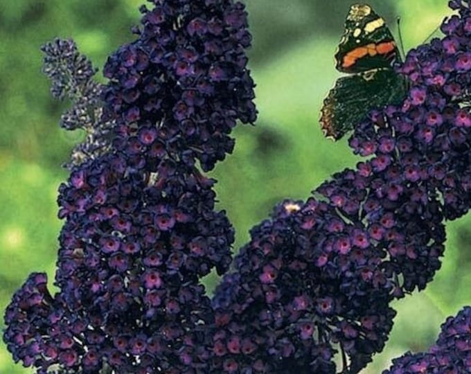 Black Knight Butterfly Bush Seeds - Etsy