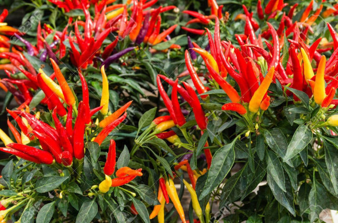 Chilly Chili Pepper Seeds - Etsy