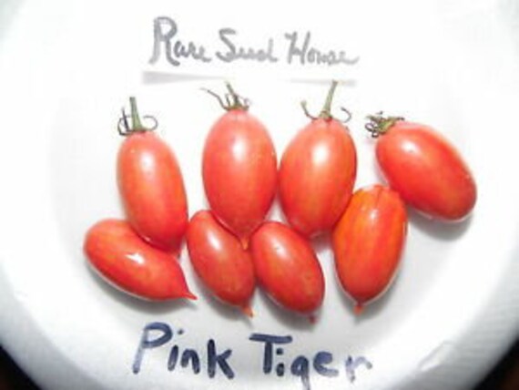 Pink Tiger Tomato Seeds | Etsy