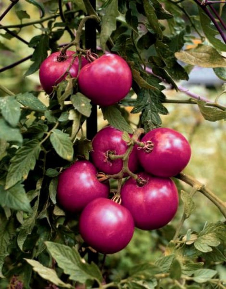 Eva's Purple Ball Heirloom Tomato Seeds - Etsy