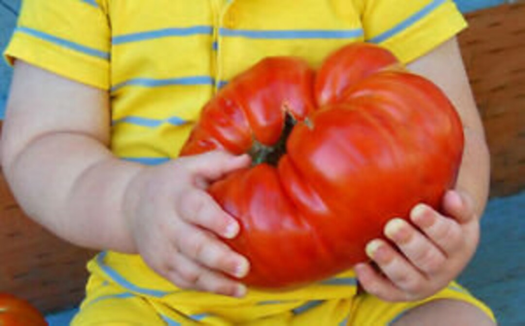 Red Behemoth King Heirloom Tomato Seeds - Etsy