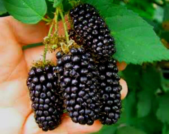 Jumbo Blackberry Bush Seeds - Etsy